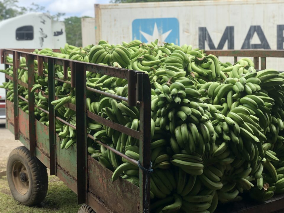 Peeling Back the Layers of Banana Production – University of Iowa ...